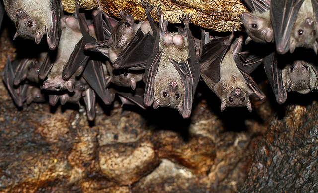 All about ﻿Bats – NBC 101 celebrating 10 years of community service